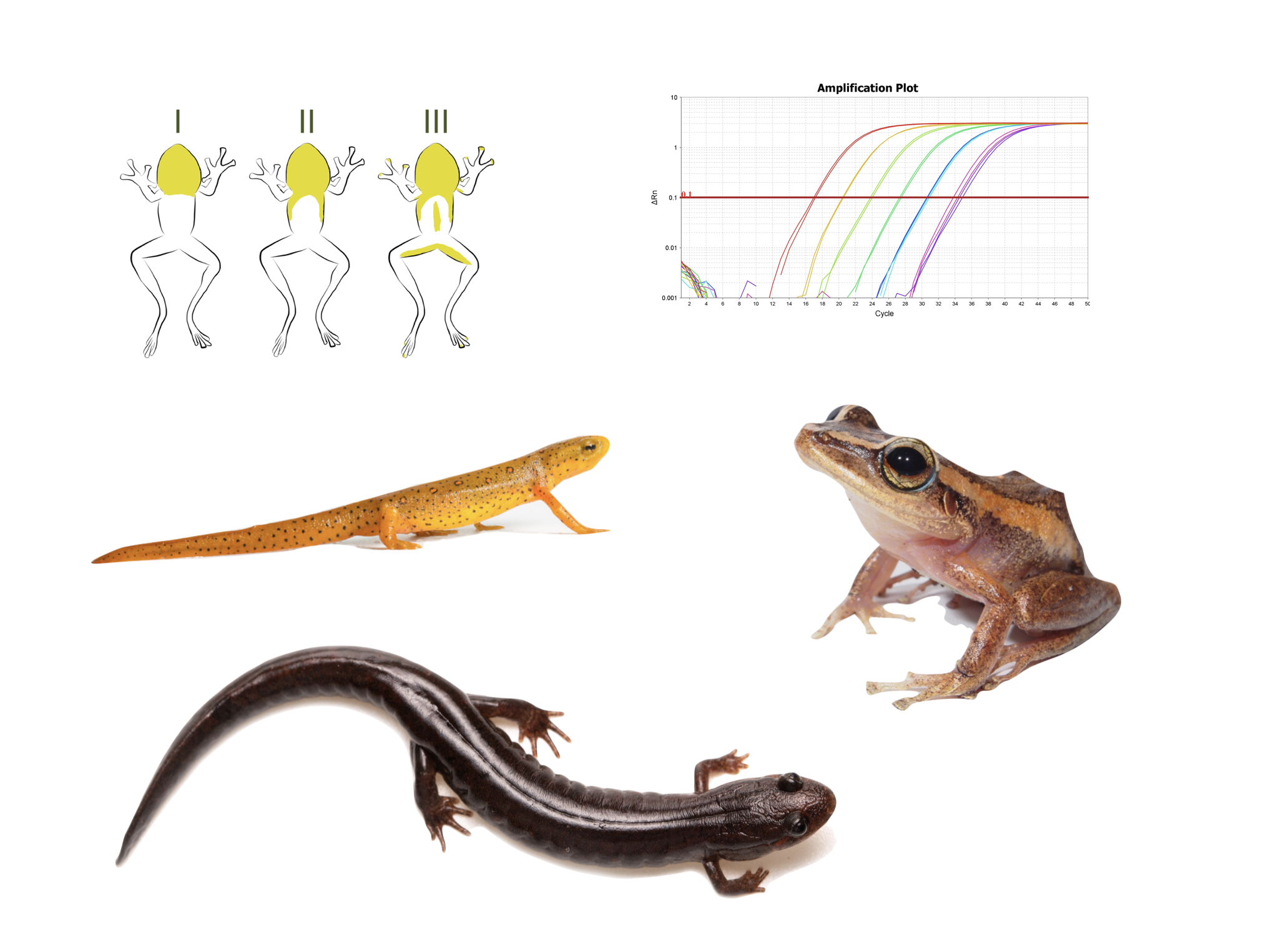 Longo Lab – Research on Amphibian Disease Ecology and Species ...